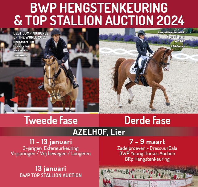 BWP Stallion Selection 2024 : enrollments can start | Belgian Warmblood