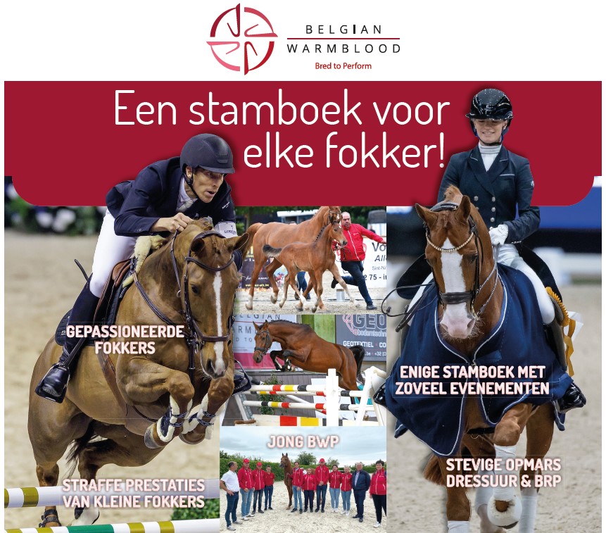 BWP, een stamboek voor elke fokker! Word nu lid! | Belgian Warmblood